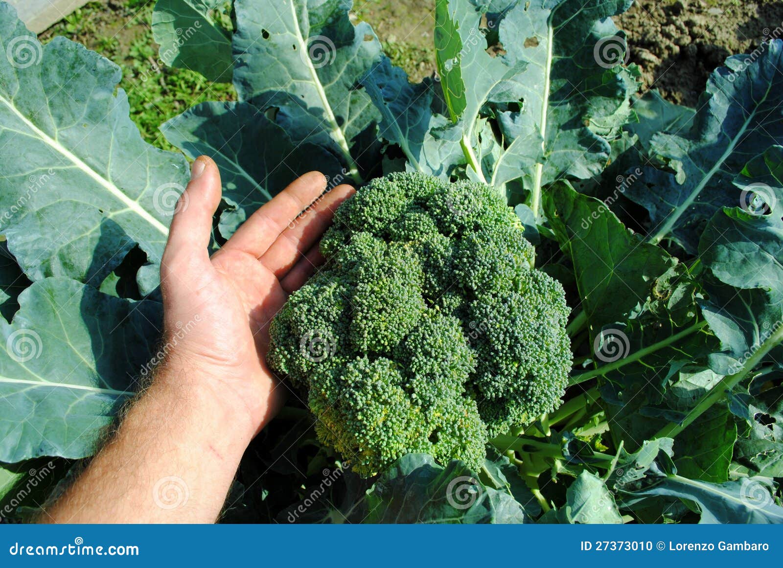 Man Hand Holds an Organic Broccoli Stock Photo - Image of garden, tasty ...