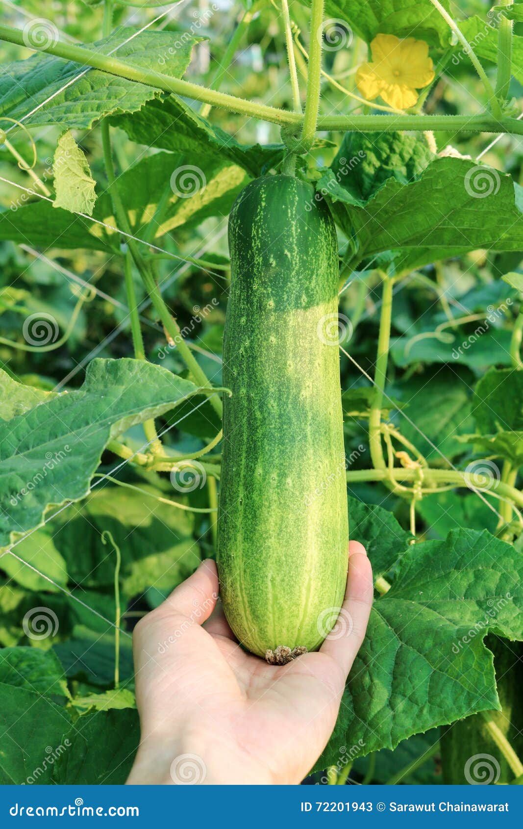 Man Hand Pick and Harvest Cucumber in Plant Stock Image - Image of pick ...