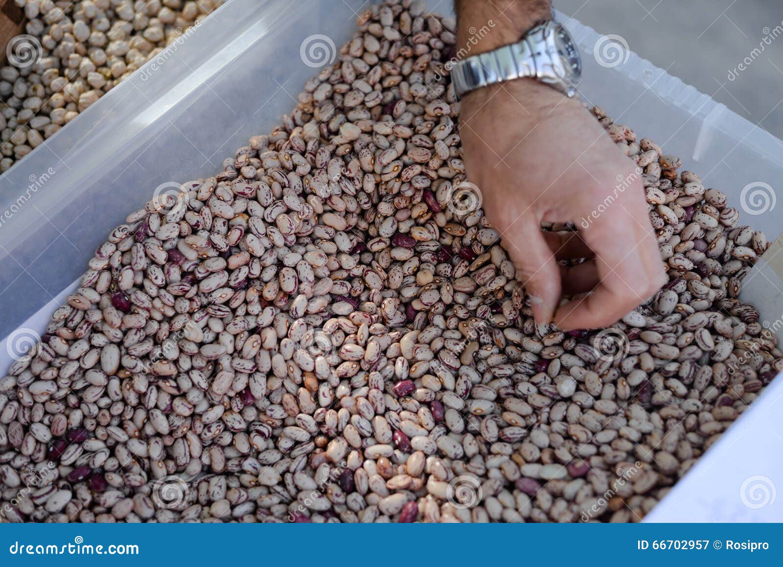 Man Hand Picking Beans on Market Stall Container Stock Image - Image of ...