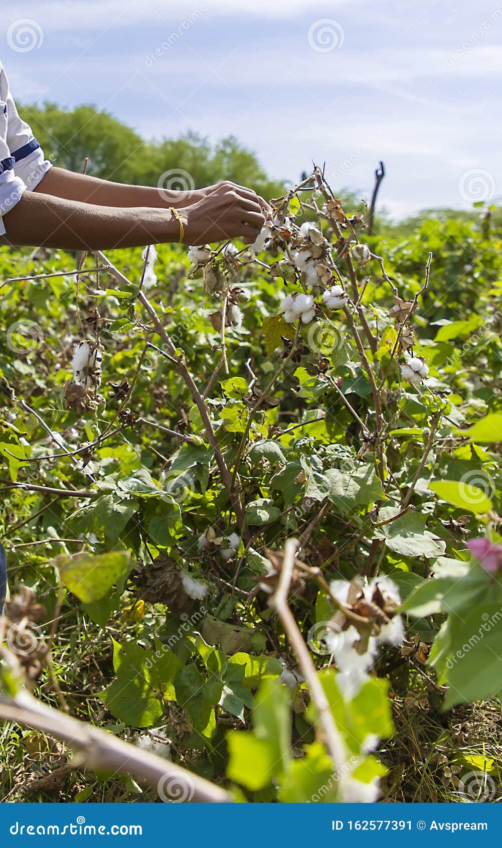 A Man Hand Picking Cotton from a Field in India. Stock Image - Image of ...