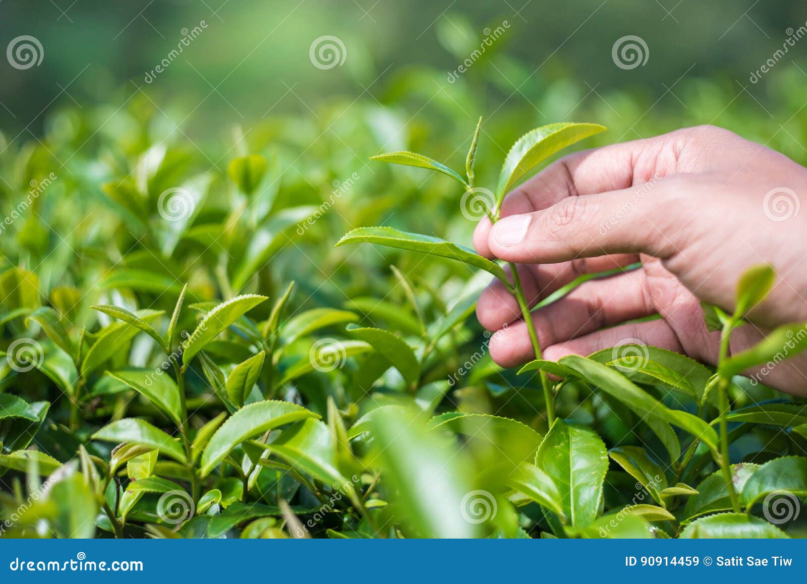 Man Hand Picking Fresh Tea Leaves. Stock Image - Image of care, herb ...