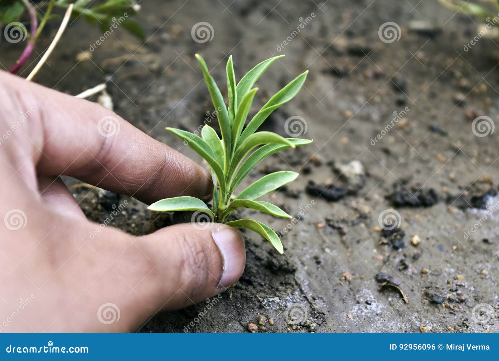Man hand planting plant stock photo. Image of plant, people - 92956096