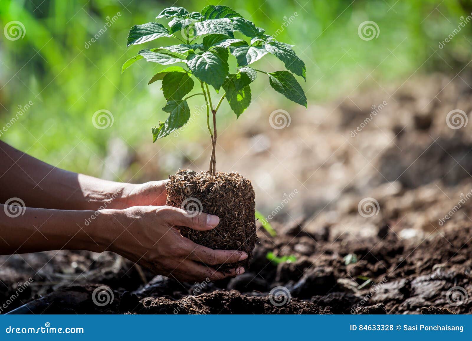 Man Hand Planting Young Tree on Black Soil Stock Photo - Image of ...