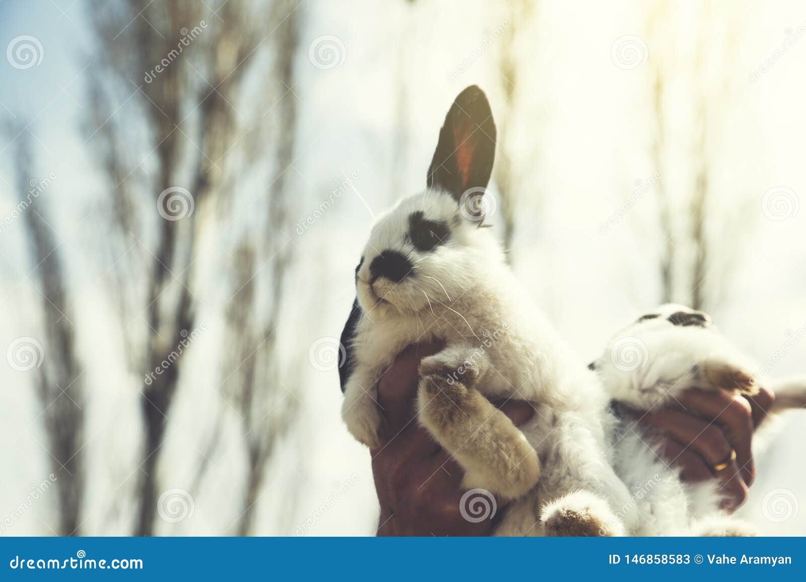 Man hand rabbit stock image. Image of closeup, portrait - 146858583