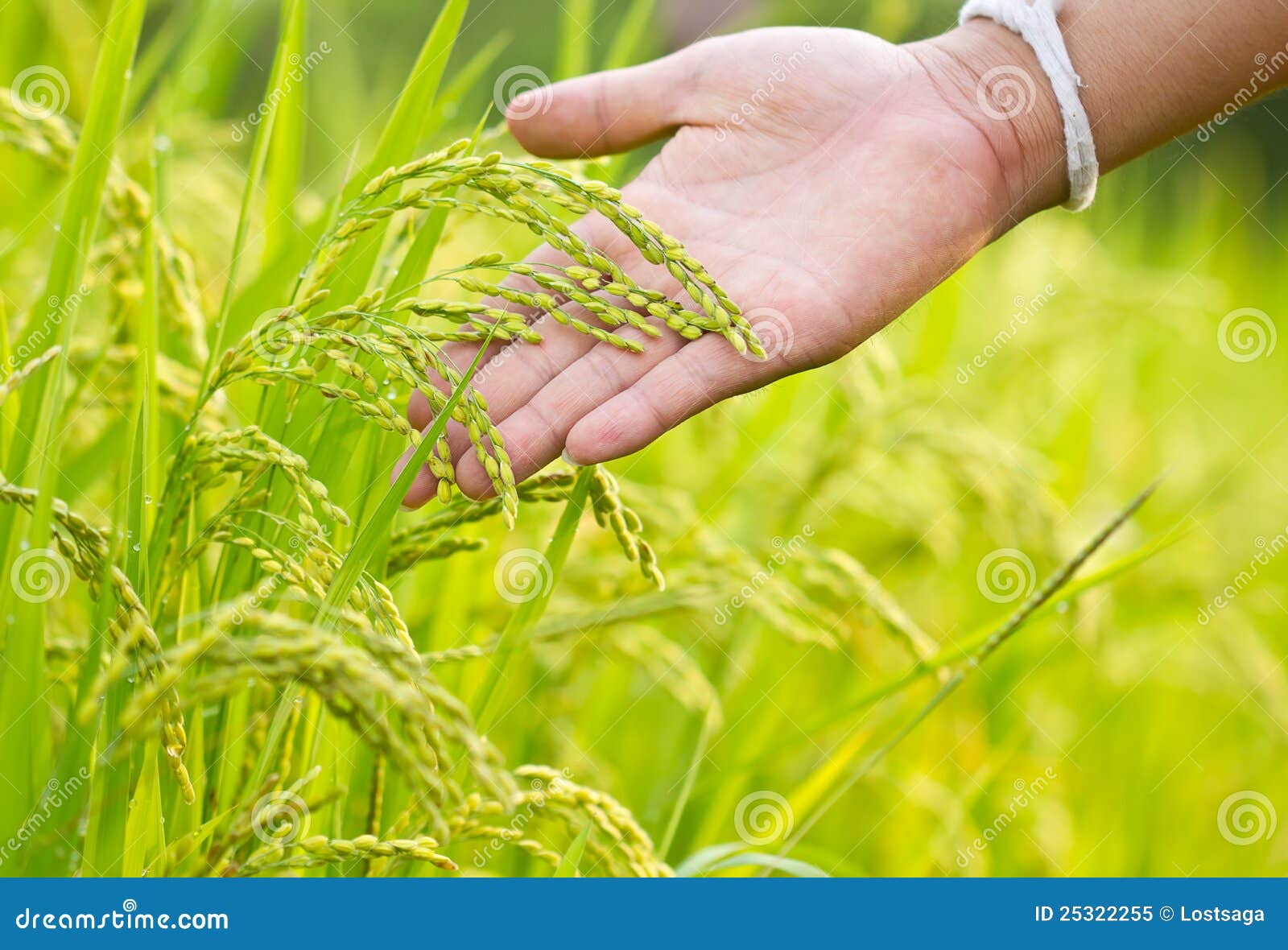 Man hand with rice stock image. Image of organic, oriental - 25322255