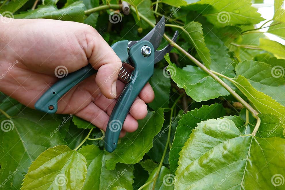 Man Hand with Scissors To Prune Mulberry Branches, Mulberry Tree ...