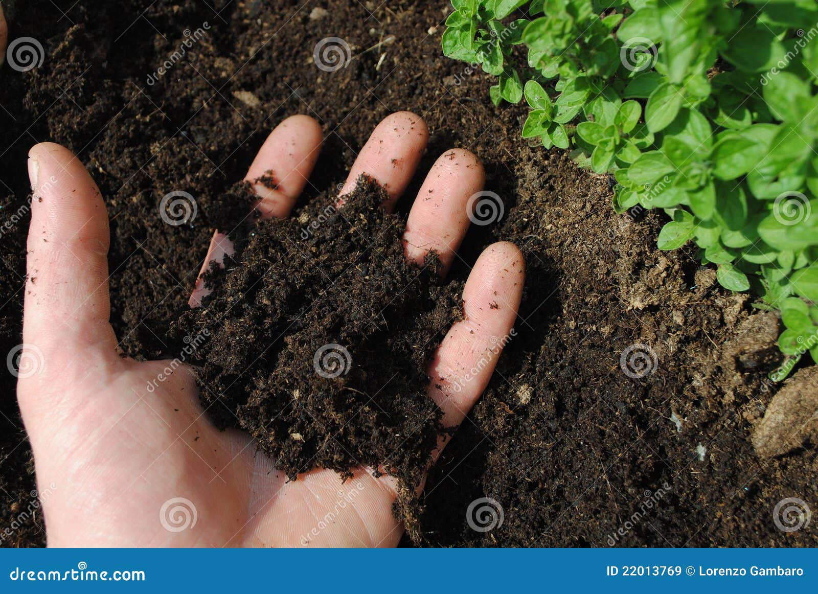 Man hand with soil stock image. Image of grow, brown - 22013769