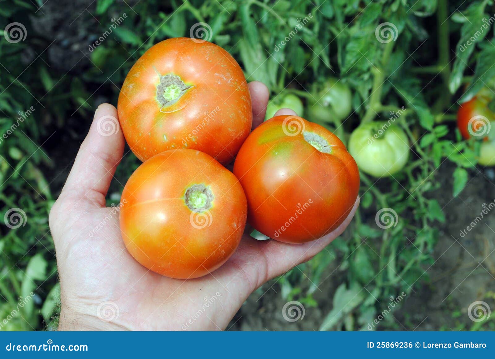 Man Hand with Three Organic Tomatoes Stock Photo - Image of farmland ...