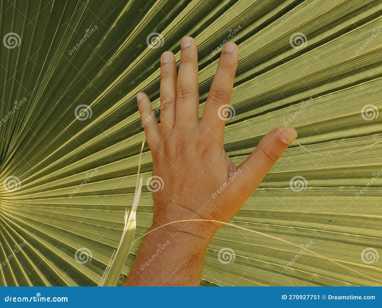 Man Hand Touching a Green Palm Leaf - Man and Nature Stock Image ...