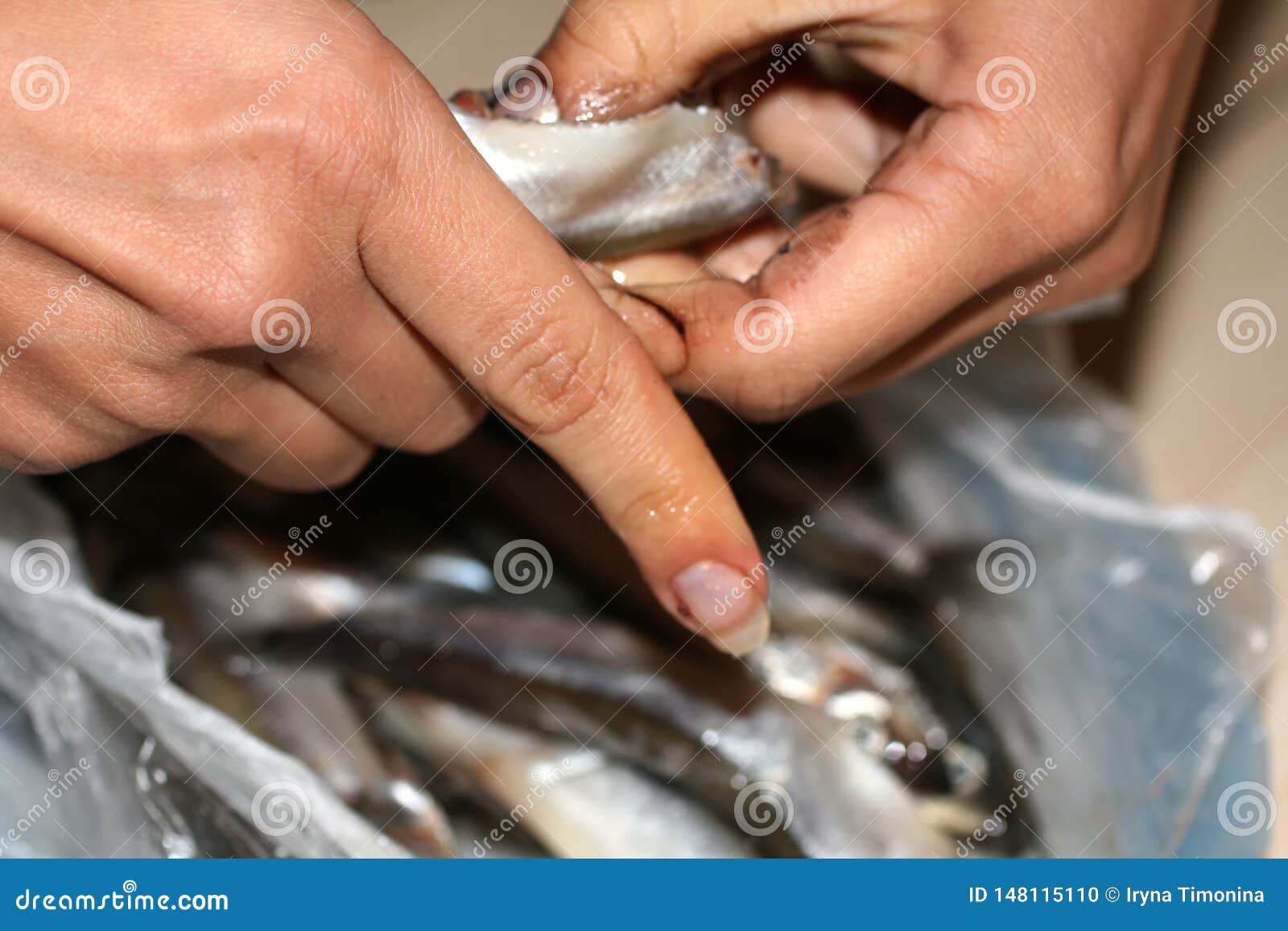 Man Hands Cleans Fish Capelin. Pulling Guts Out of Fish. Stock Photo ...