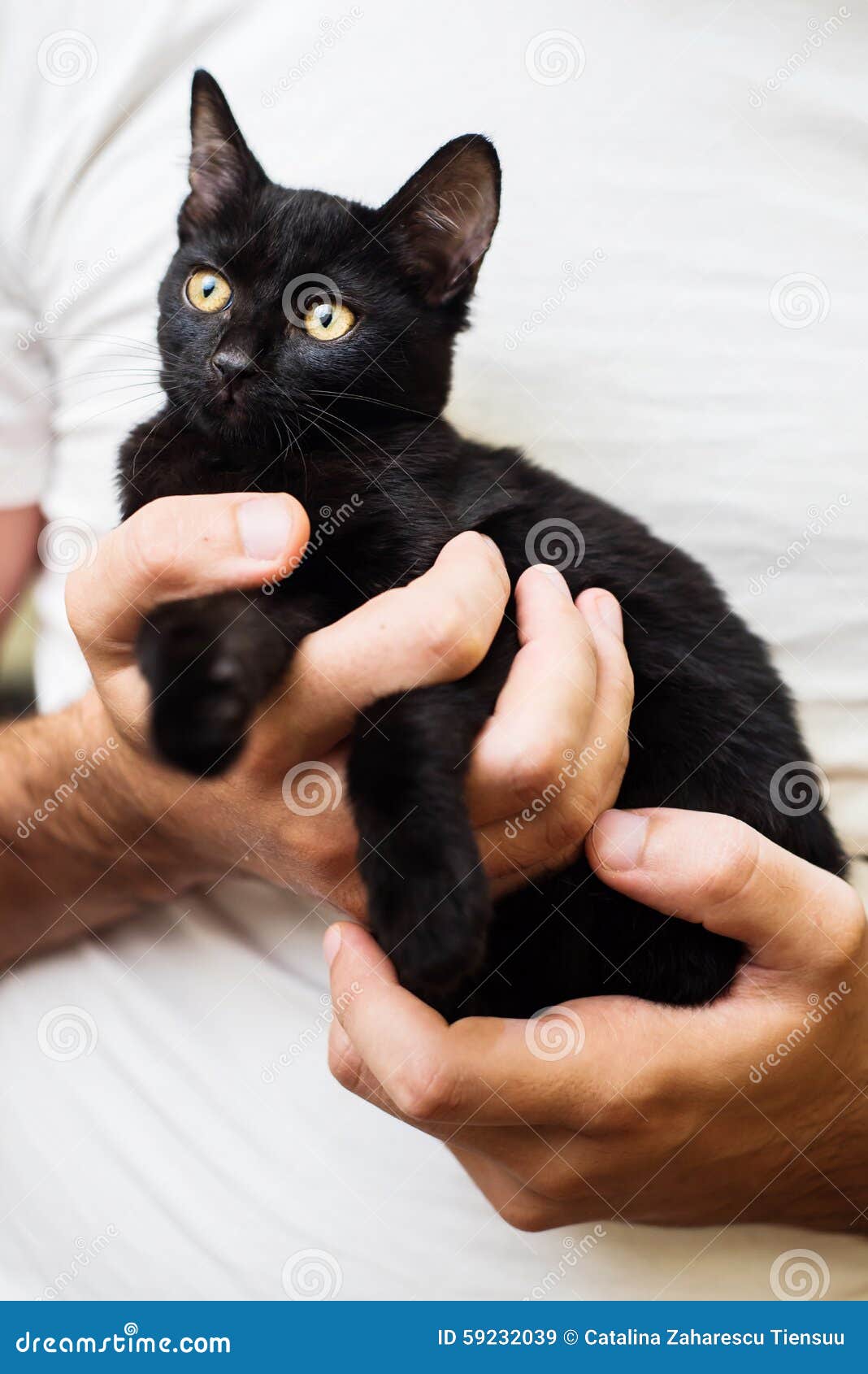 Man Hands Holding a Black Baby Cat Stock Image - Image of feline, happy ...