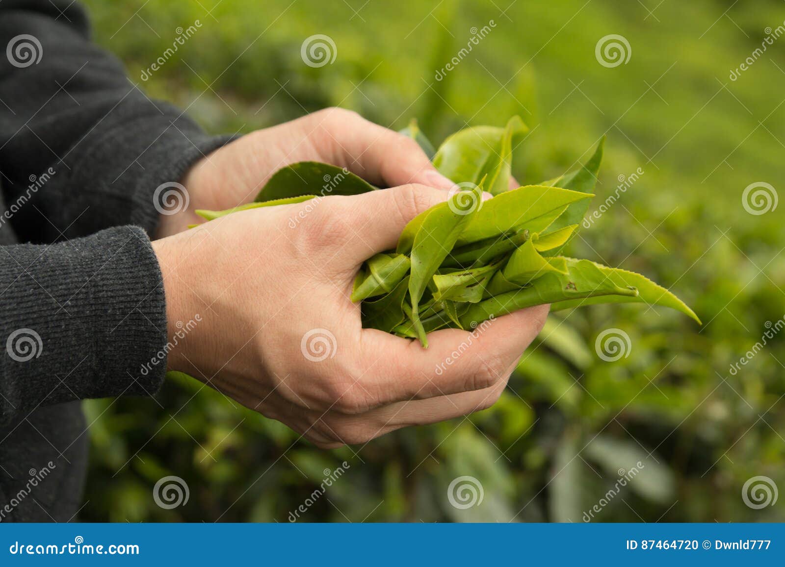 Man Hands Holding Fresh Tea Leaves Stock Photo - Image of picking ...