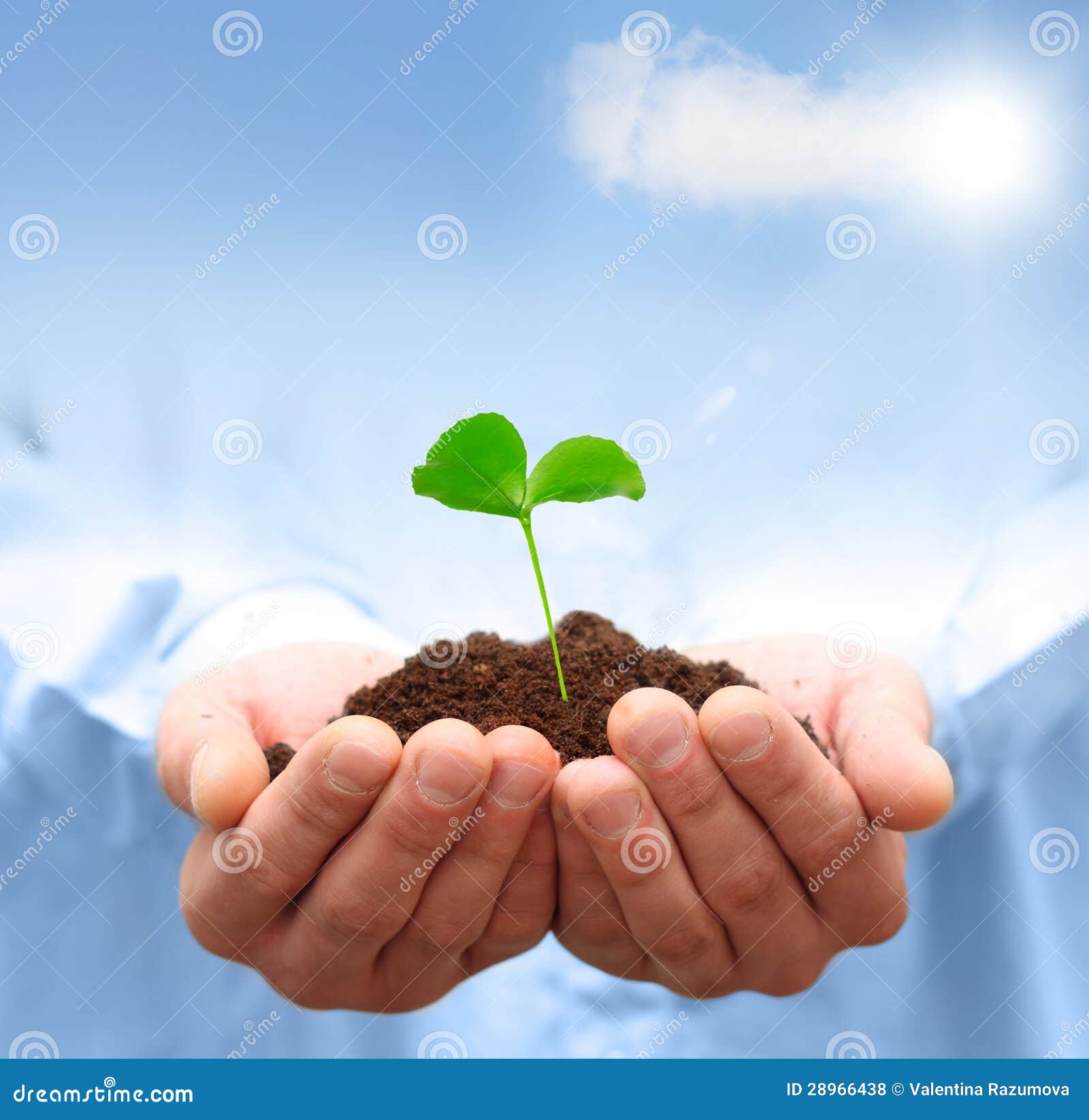 Man Hands Holding Green Plant. Stock Photo - Image of care, idea: 28966438 Man Hands Holding Green Plant. Stock Photo - Image of care, idea: 28966438