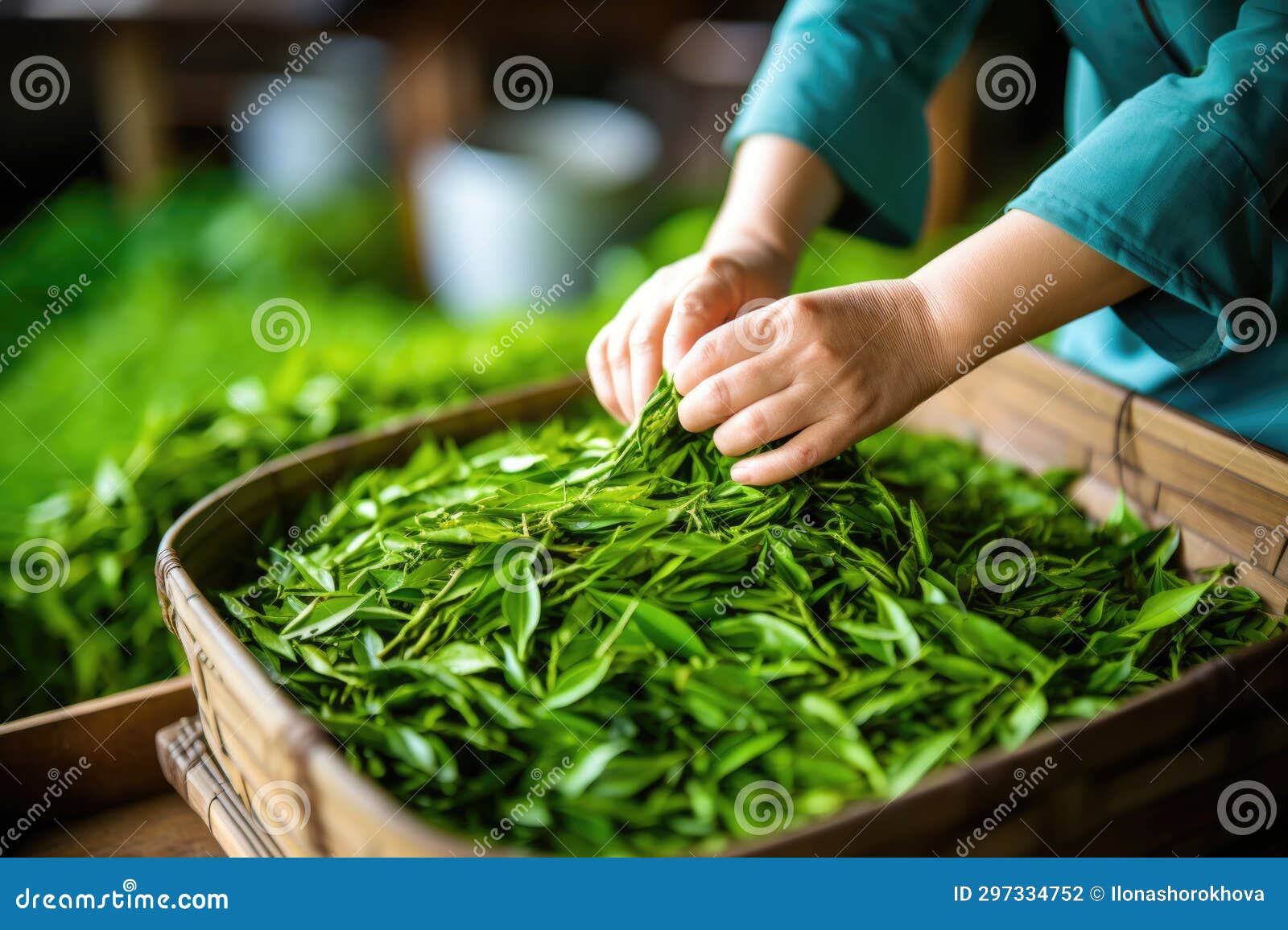 Man Hands Holding Green Tea Leaves. AI Generated Stock Illustration ...