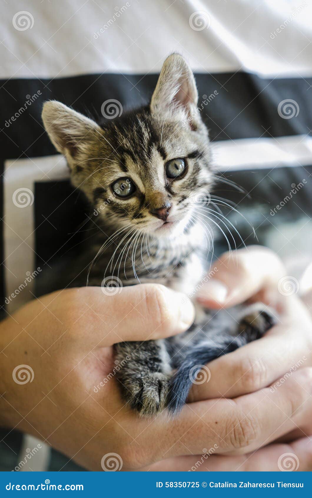 Man hands holding a kitten stock image. Image of happy - 58350725