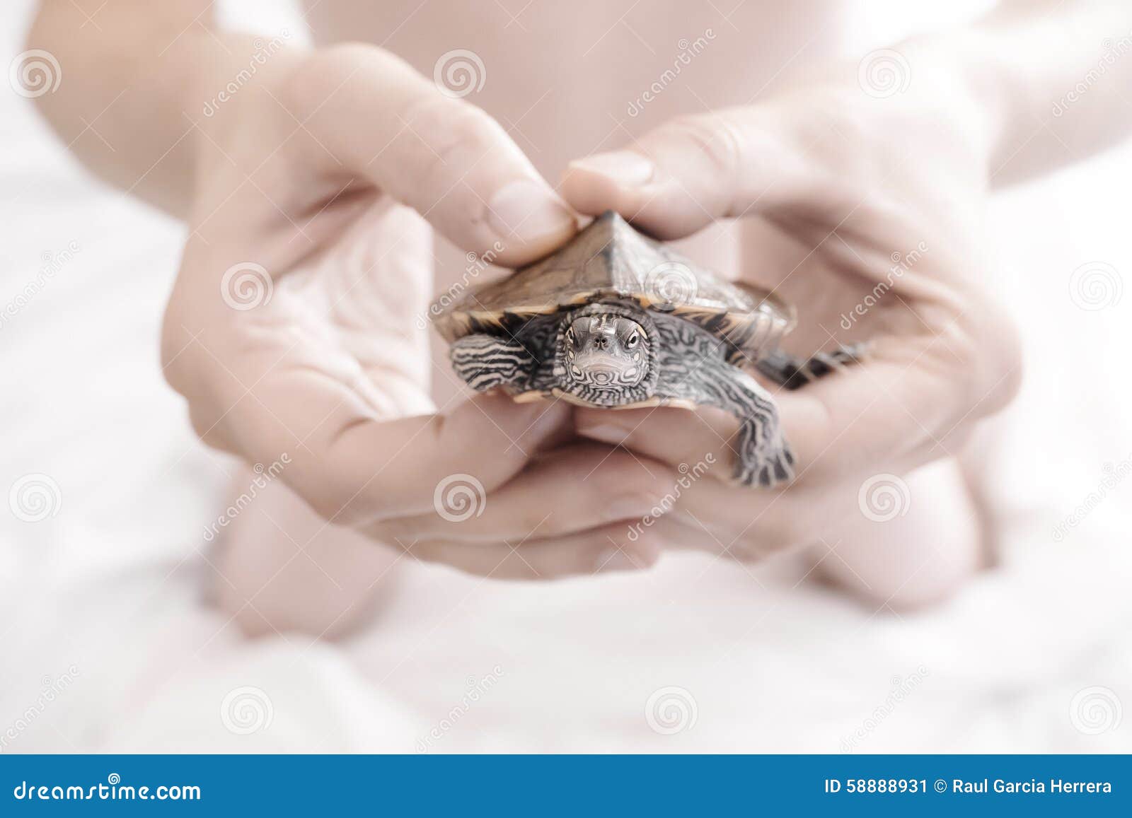 Man Hands Holding Turtle. Selective Focus Stock Image - Image of brown ...