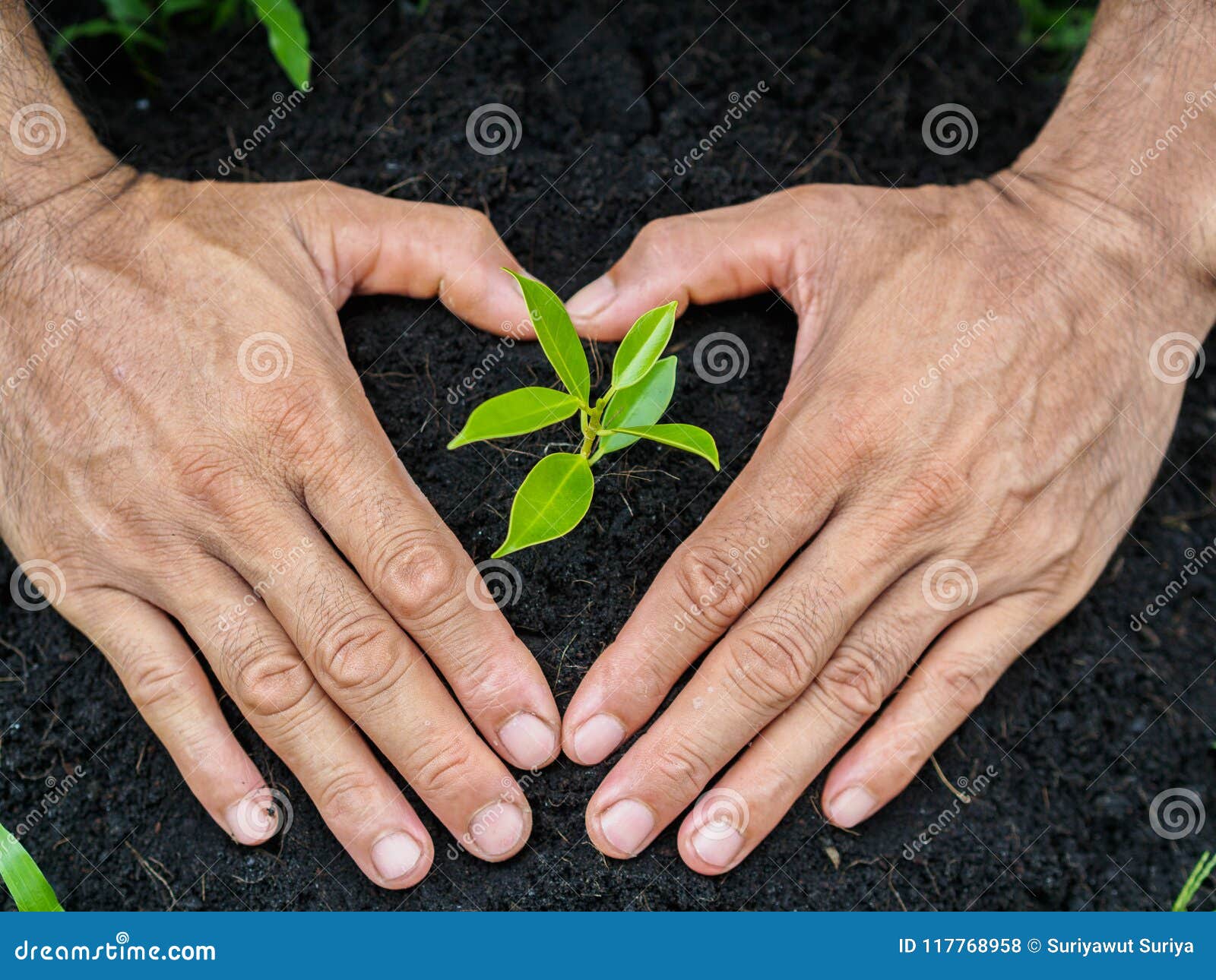 Man Hands Planting the Tree into the Soil. Planting Concept. Stock ...