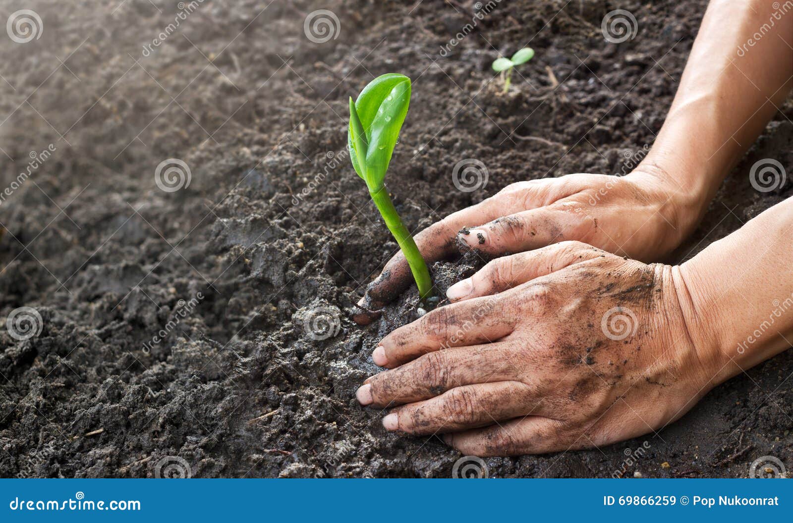 Man Hands Planting the Young Tree while Working in the Garden Stock ...