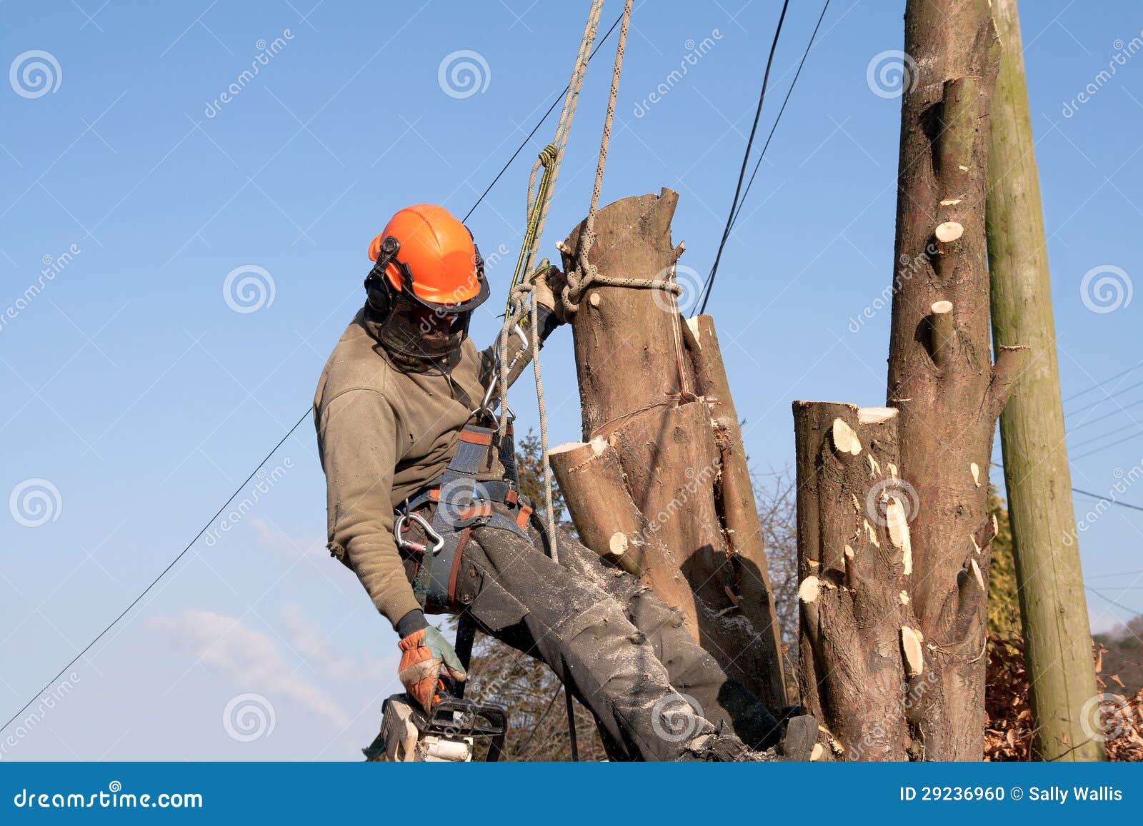 Man hanging from ropes stock photo. Image of trunk, knots - 29236960