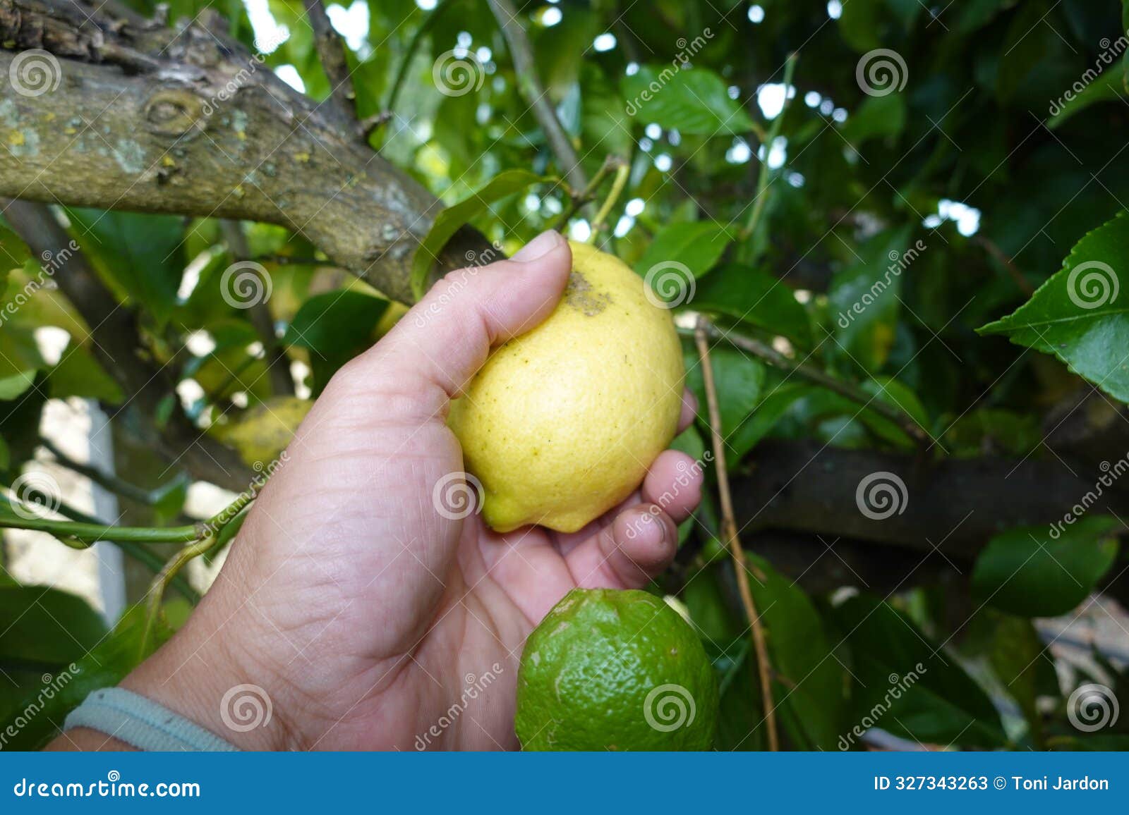 Man Harvesting Lemon from Lemon Tree, Ripe Lemon Ready for Harvesting ...