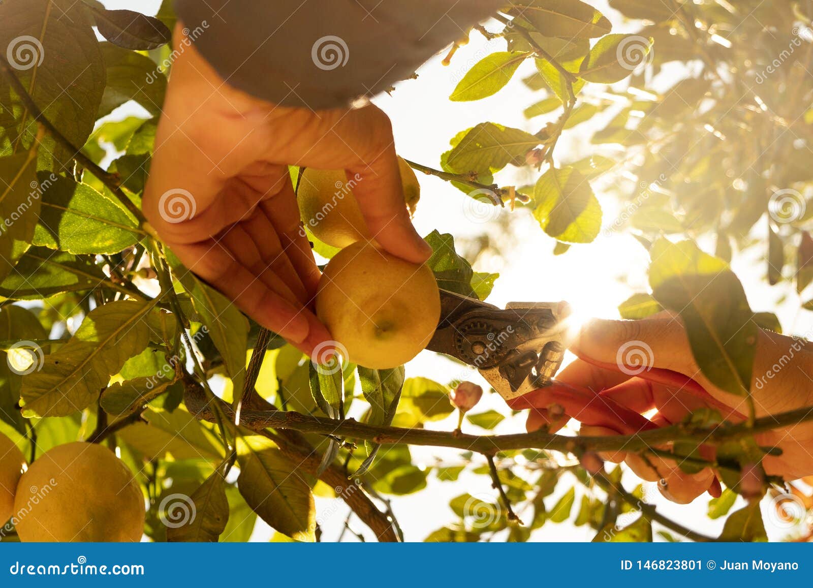 Man Harvesting Lemons from a Tree Stock Image - Image of lemon, food ...