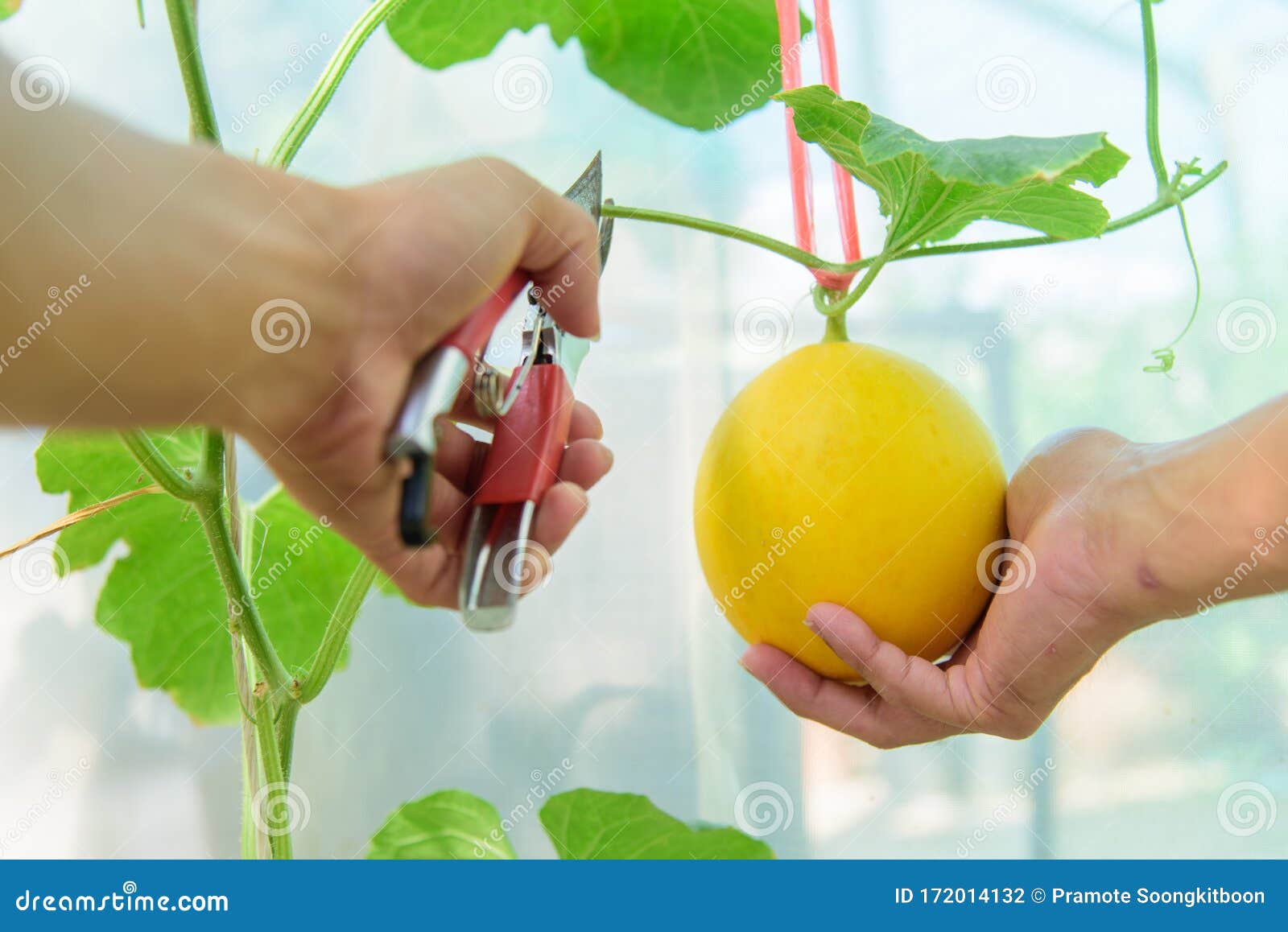 Harvesting melon from farm stock photo. Image of freshness - 172014132