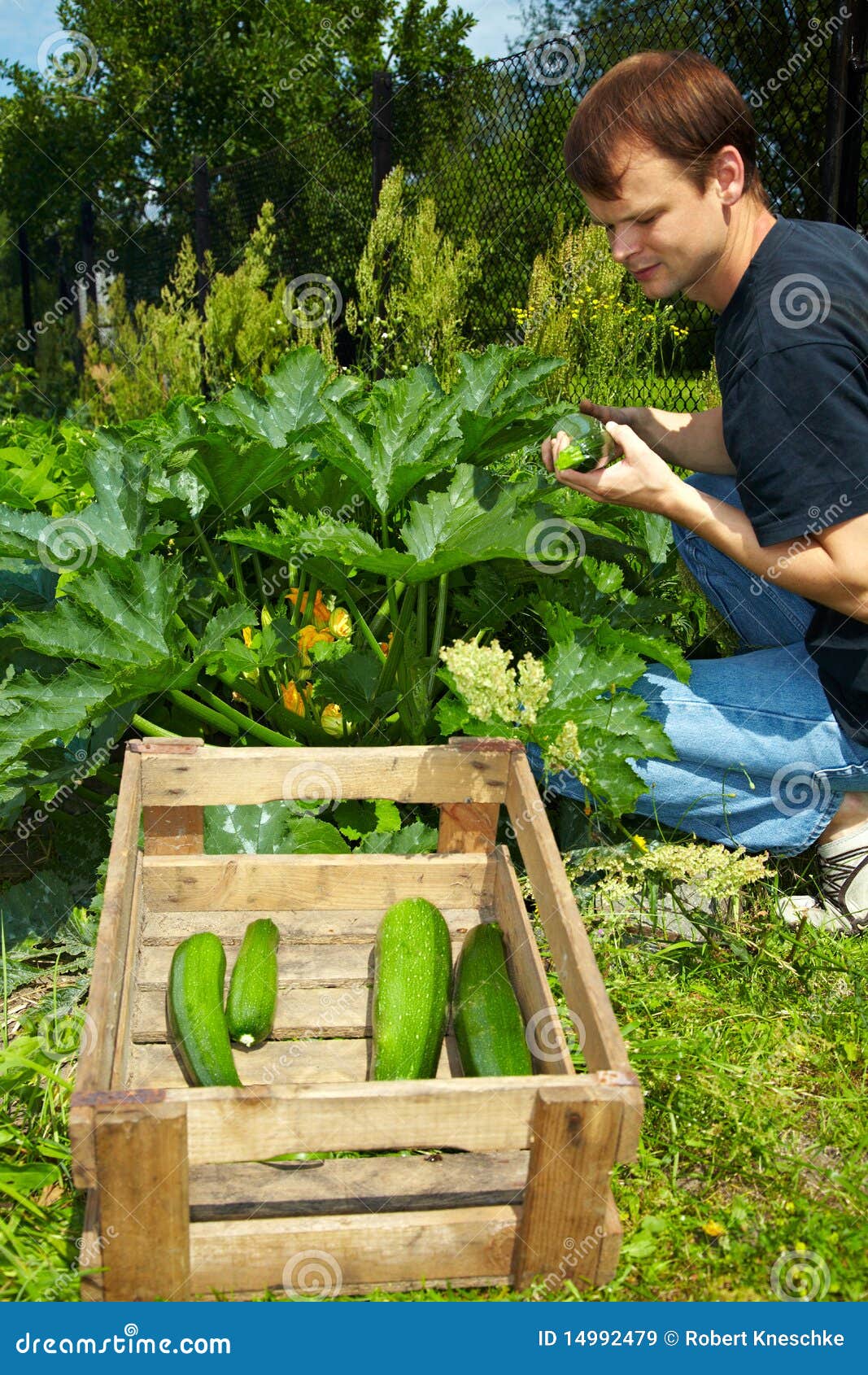 Man harvesting zucchinis stock image. Image of environment - 14992479