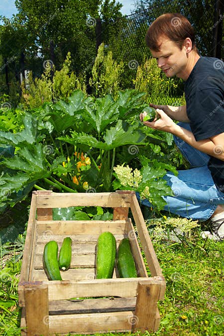 Man harvesting zucchinis stock image. Image of environment - 14992479