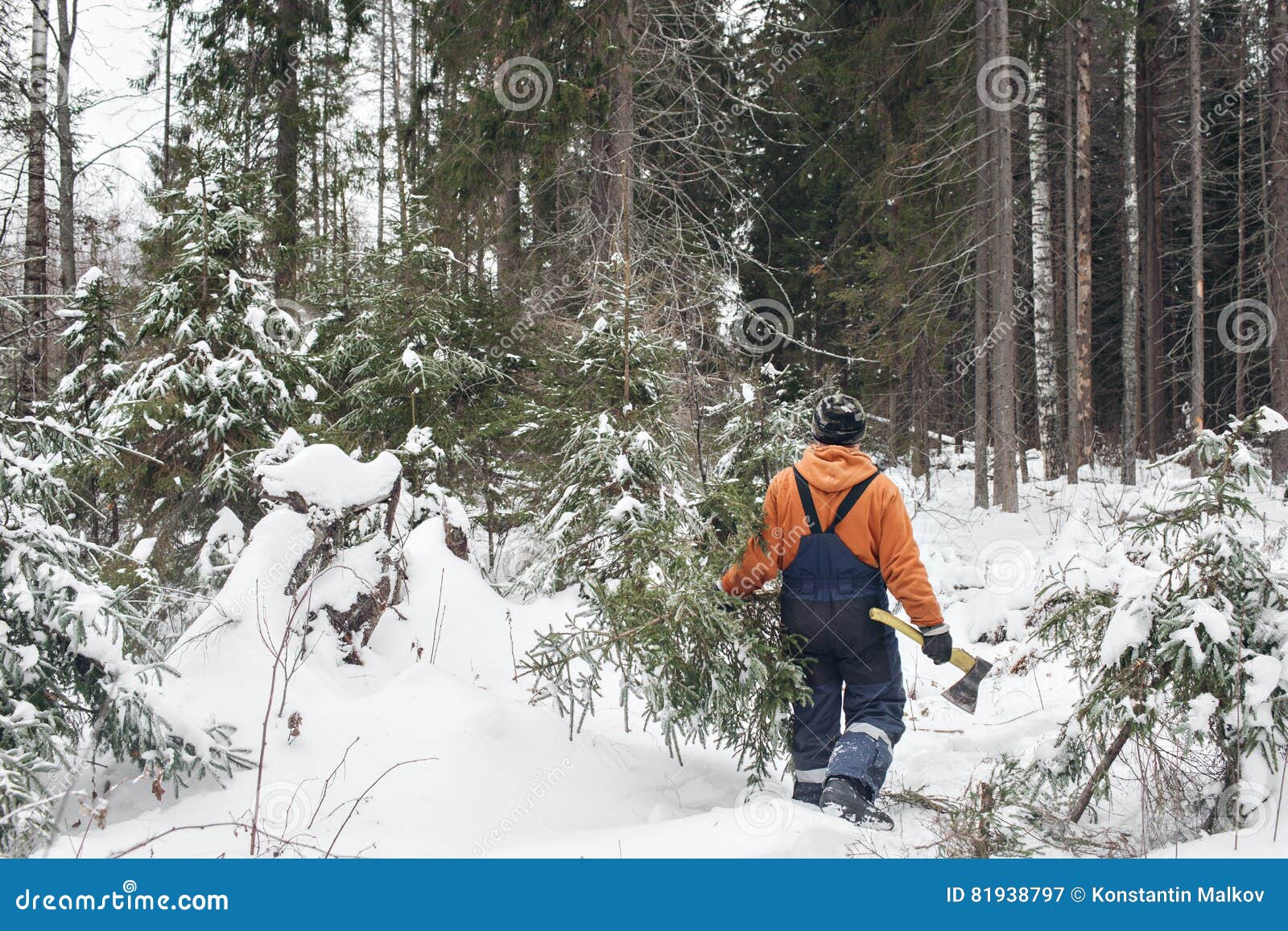 Man with Hatchet in the Hands of Carries Christmas Tree in the Winter ...