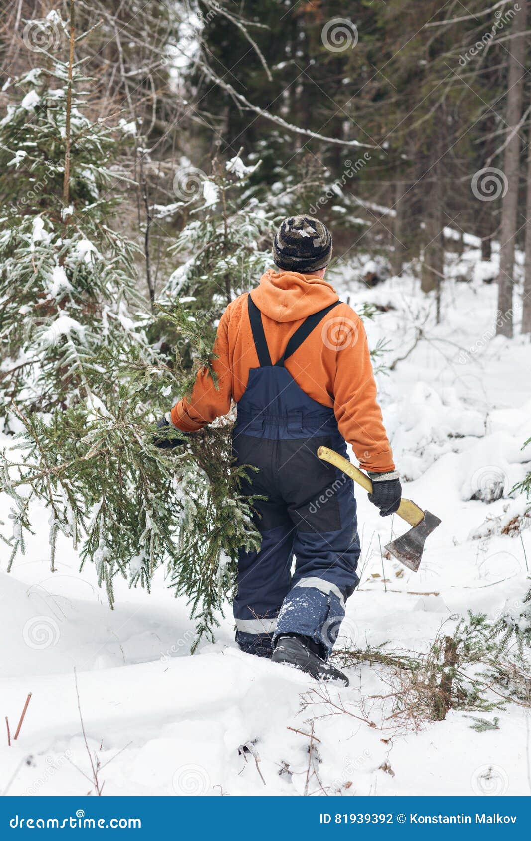 Man with Hatchet in the Hands of Carries Christmas Tree in the Winter ...