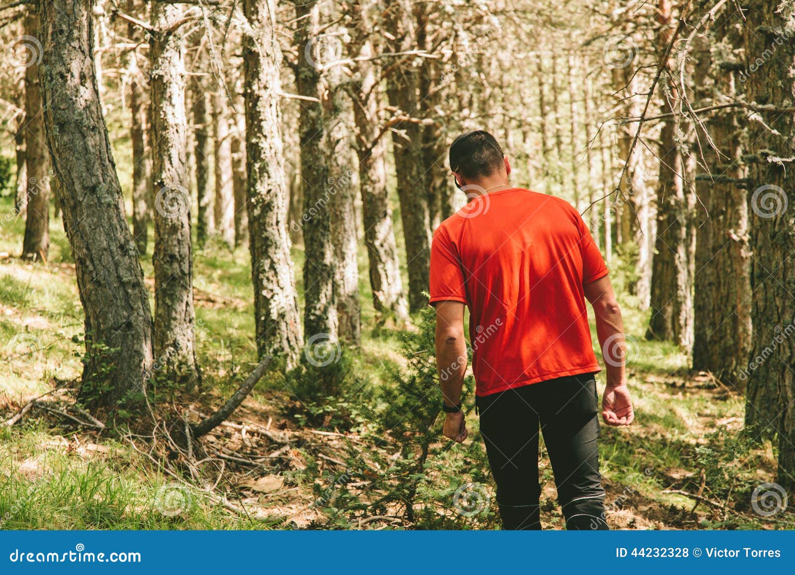 Man Having a Walk in the Forest Stock Photo - Image of male, walk: 44232328