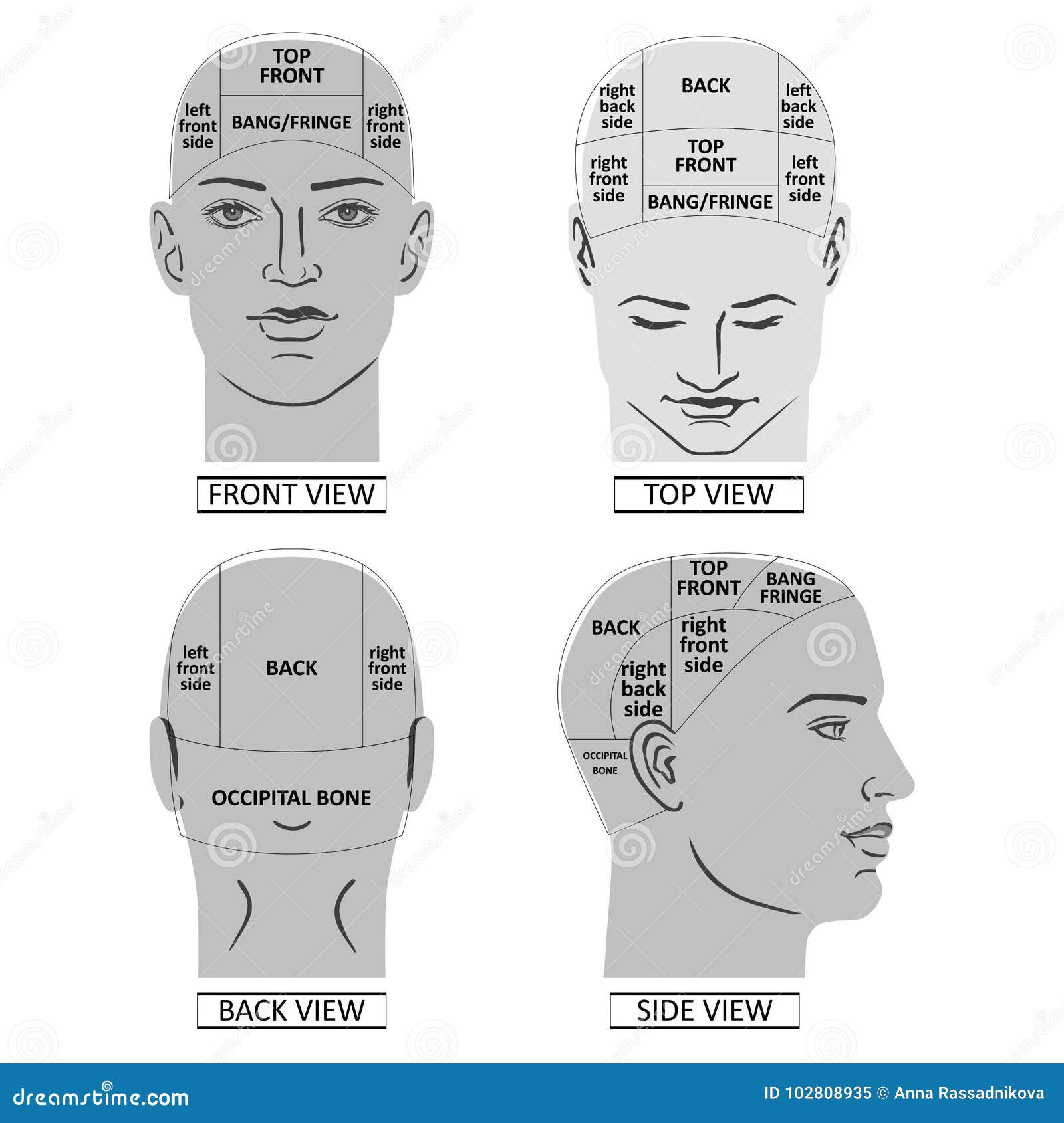Man head divisions scheme stock vector. Illustration of fashion - 102808935