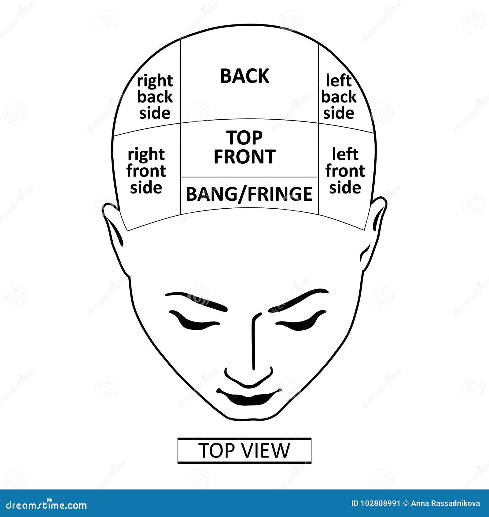 Man head divisions scheme stock vector. Illustration of neck - 102808991