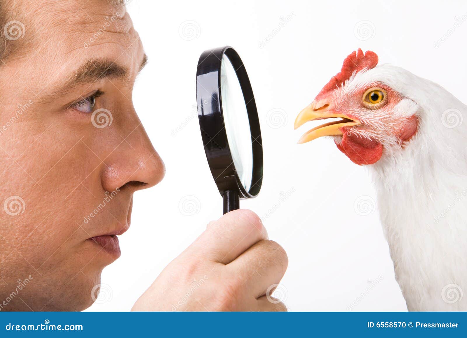 Man and hen stock photo. Image of animal, fowl, comb, glass - 6558570