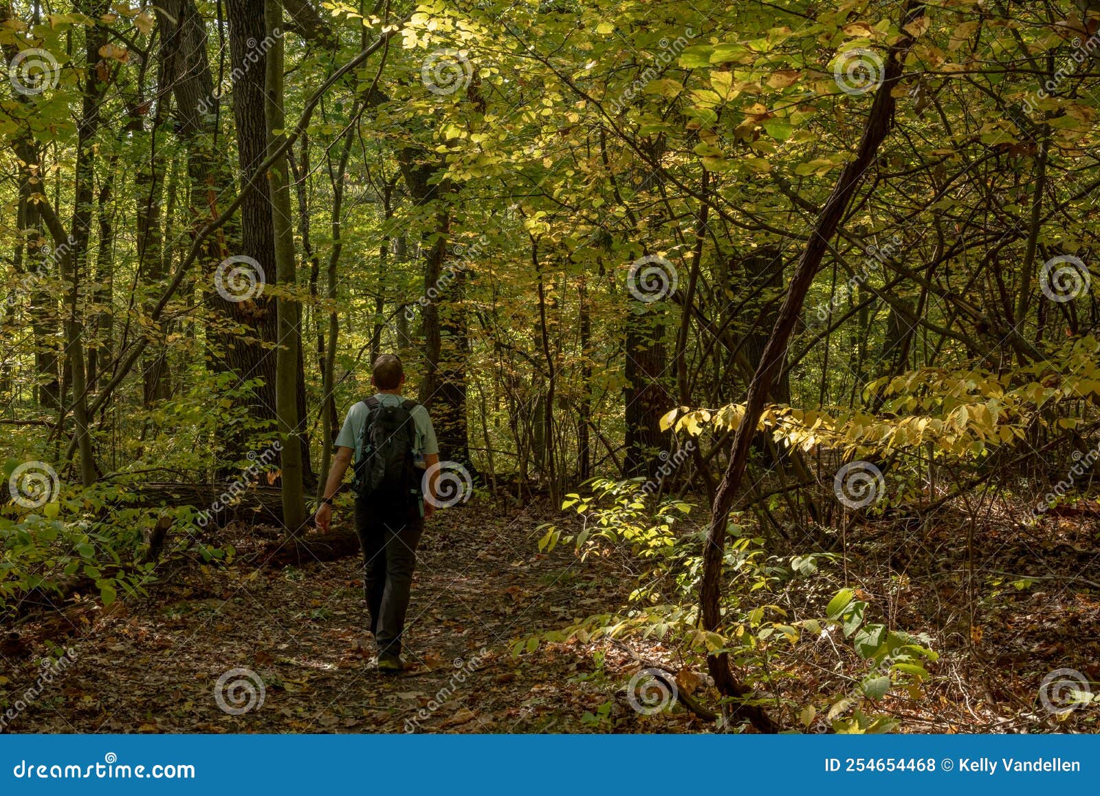 Man Hikes through Forest in Early Fall Stock Photo - Image of outdoors ...