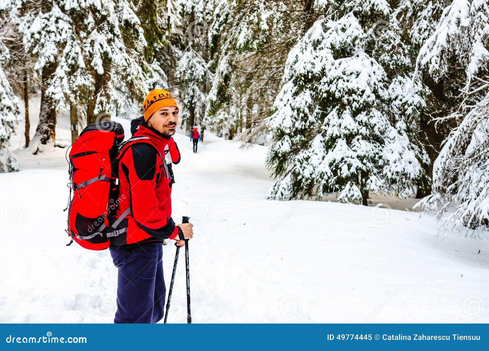 Man hiking stock image. Image of branch, spruce, path - 49774445