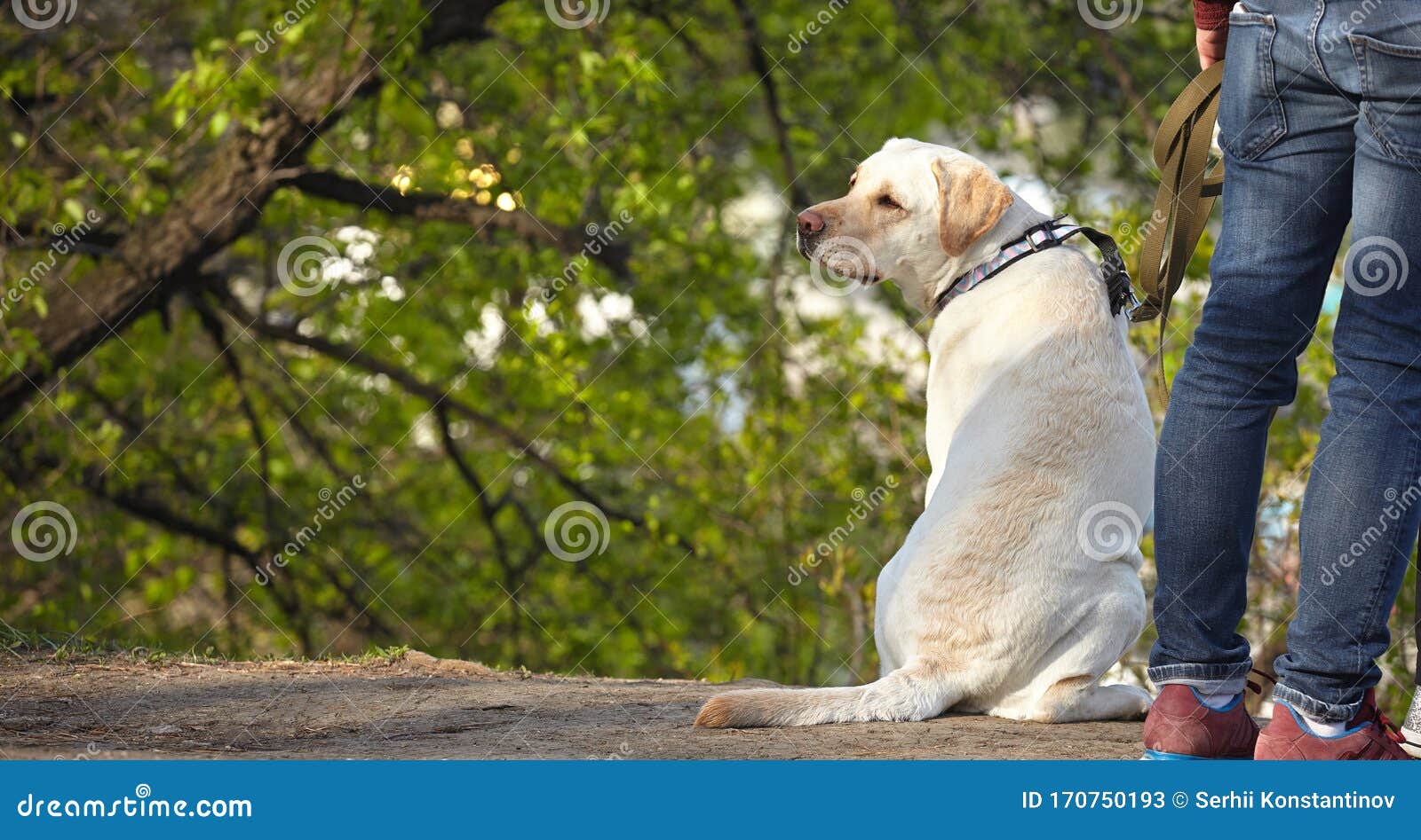 Calm Labrador Retriever Dog Royalty-Free Stock Photo | CartoonDealer ...