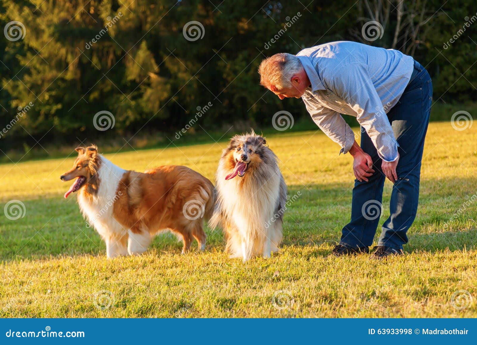 Man with his collies stock photo. Image of dogs, long - 63933998