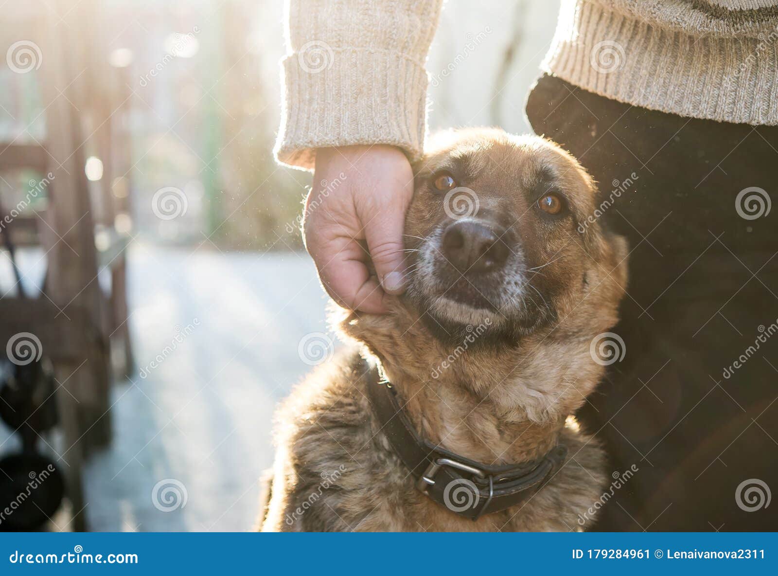 Man and His German Shepherd Dog Stock Image - Image of pets, male ...