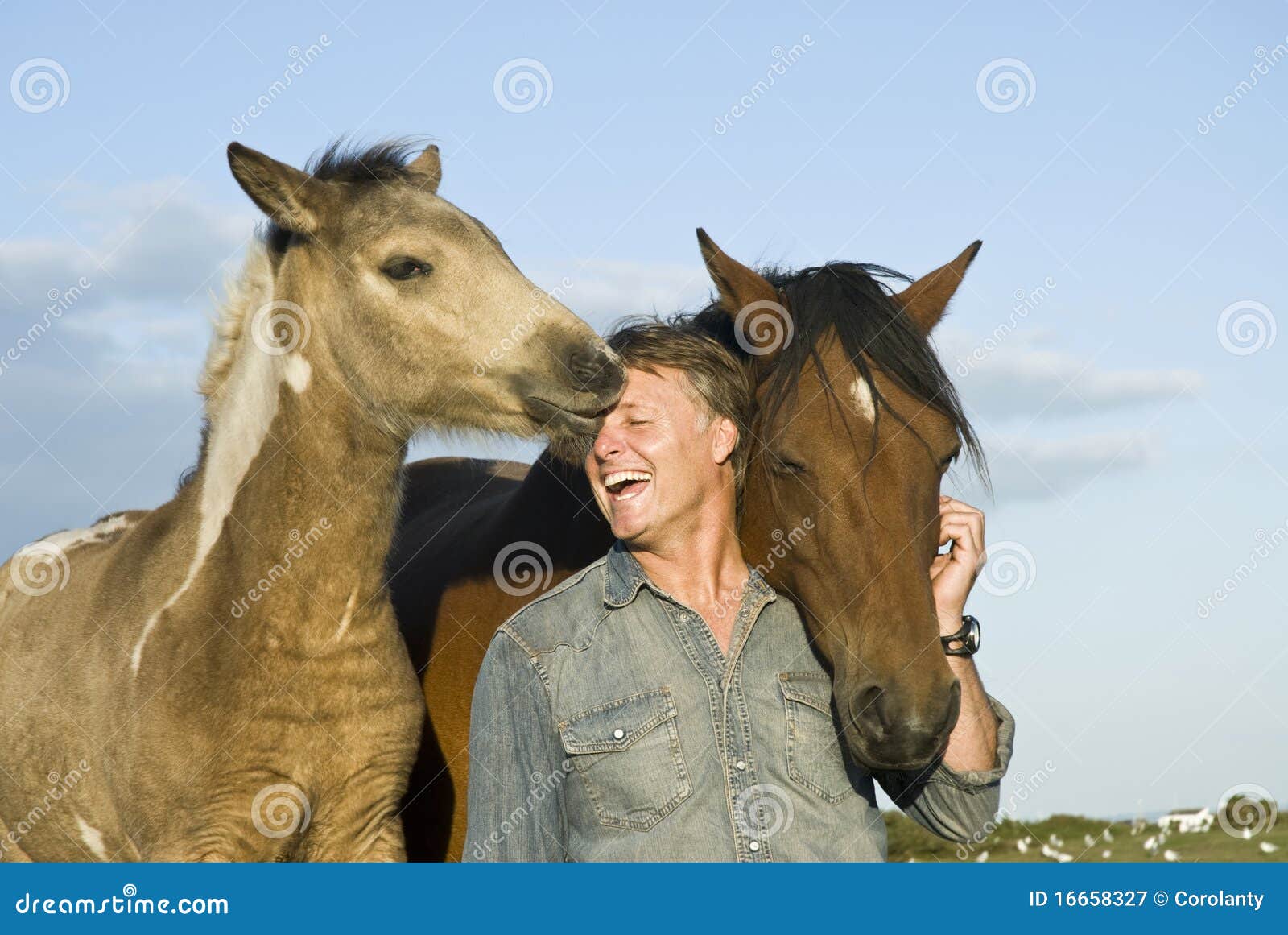Man with his horses stock image. Image of countryside - 16658327