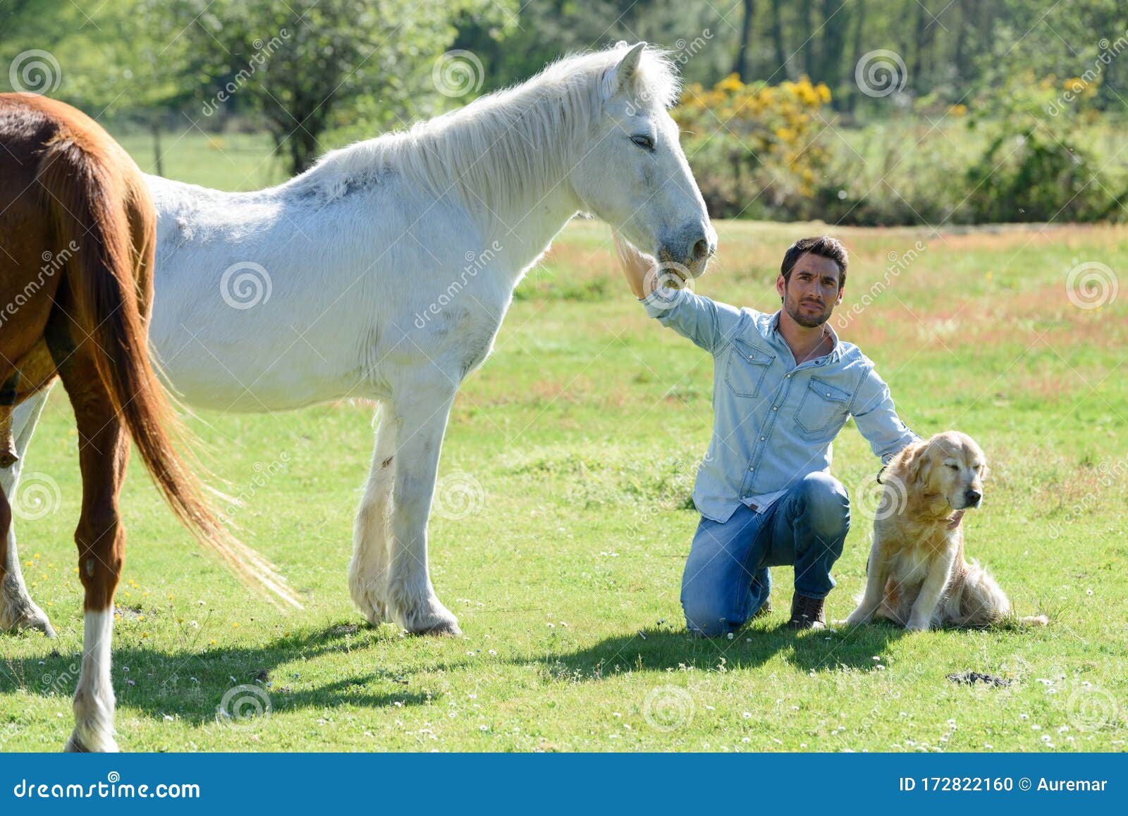 Man with horses and dog stock photo. Image of rural - 172822160