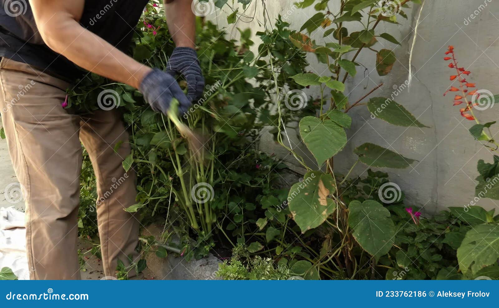 An Elderly Man is Pulling Out Plant Bushes. Stock Footage - Video of ...