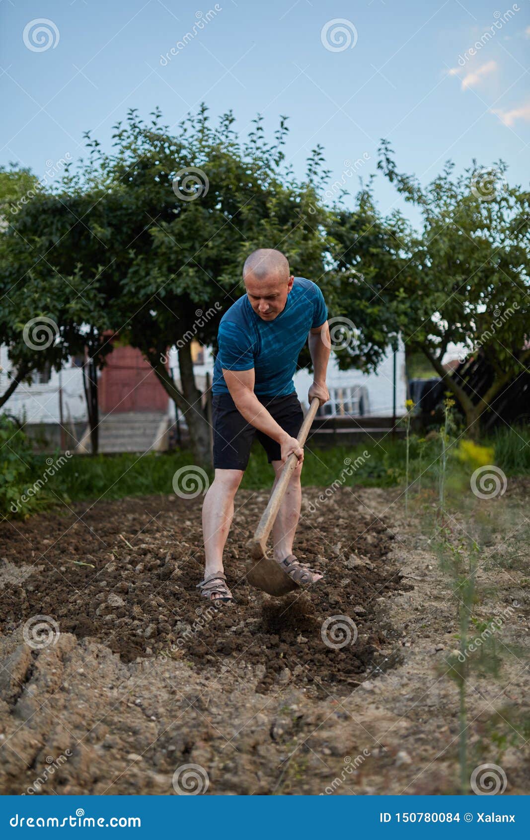 Man hoeing in the garden stock photo. Image of length - 150780084