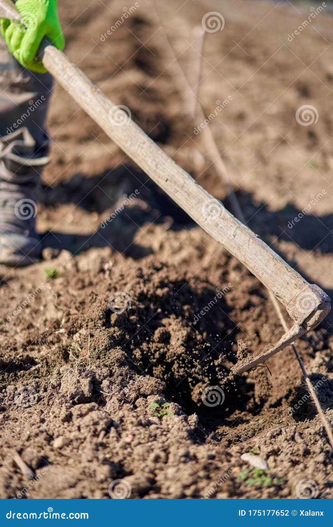 Man Hoeing a Lavender Field Stock Photo - Image of ground, bush: 175177652