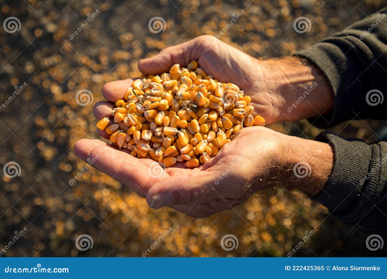 A man hold corn grains stock image. Image of kernel - 222425365