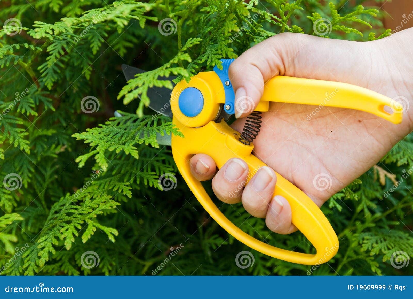 Man Hold in Hand Plastic Garden Clipper Stock Image - Image of hand ...