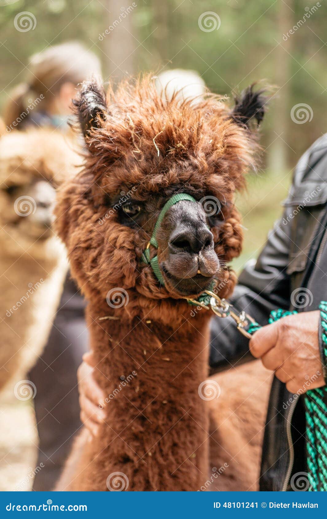 Man holding alpaca by rein stock image. Image of farming - 48101241