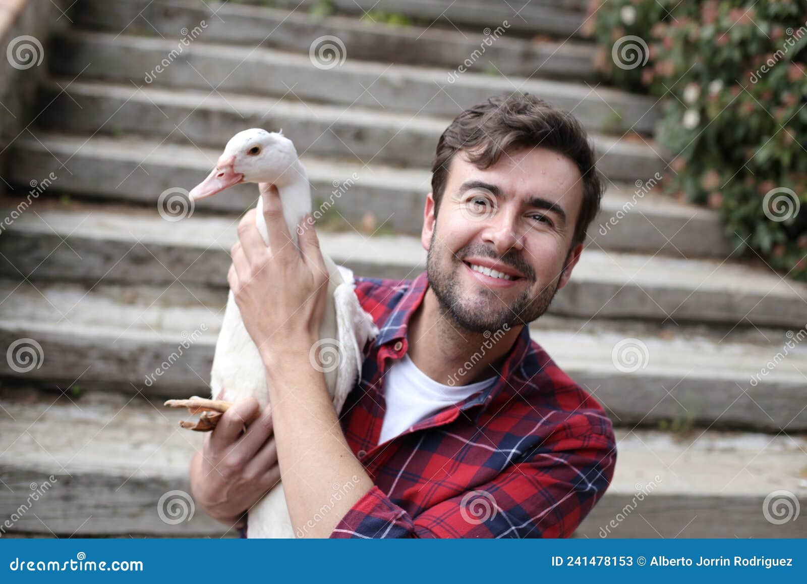 Man Holding a Beautiful White Duck Stock Image - Image of animals ...