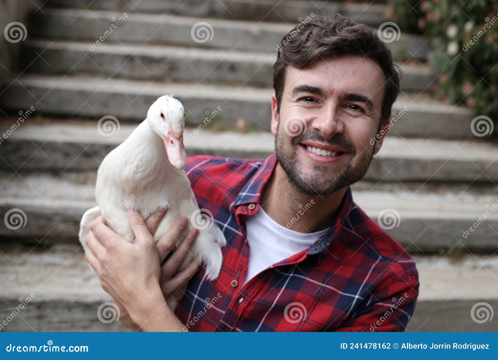 Man Holding a Beautiful White Duck Stock Photo - Image of home, geese ...
