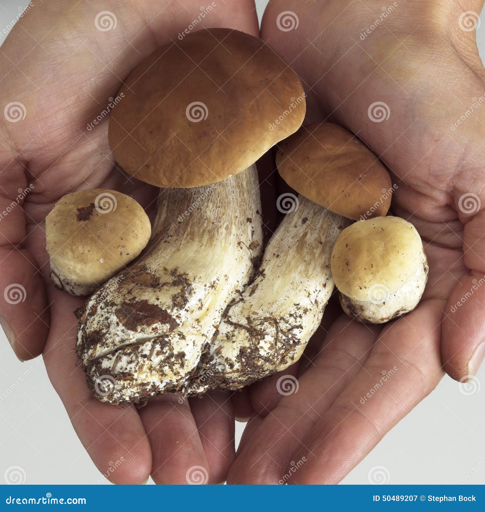 Man holding ceps stock image. Image of ripe, background - 50489207